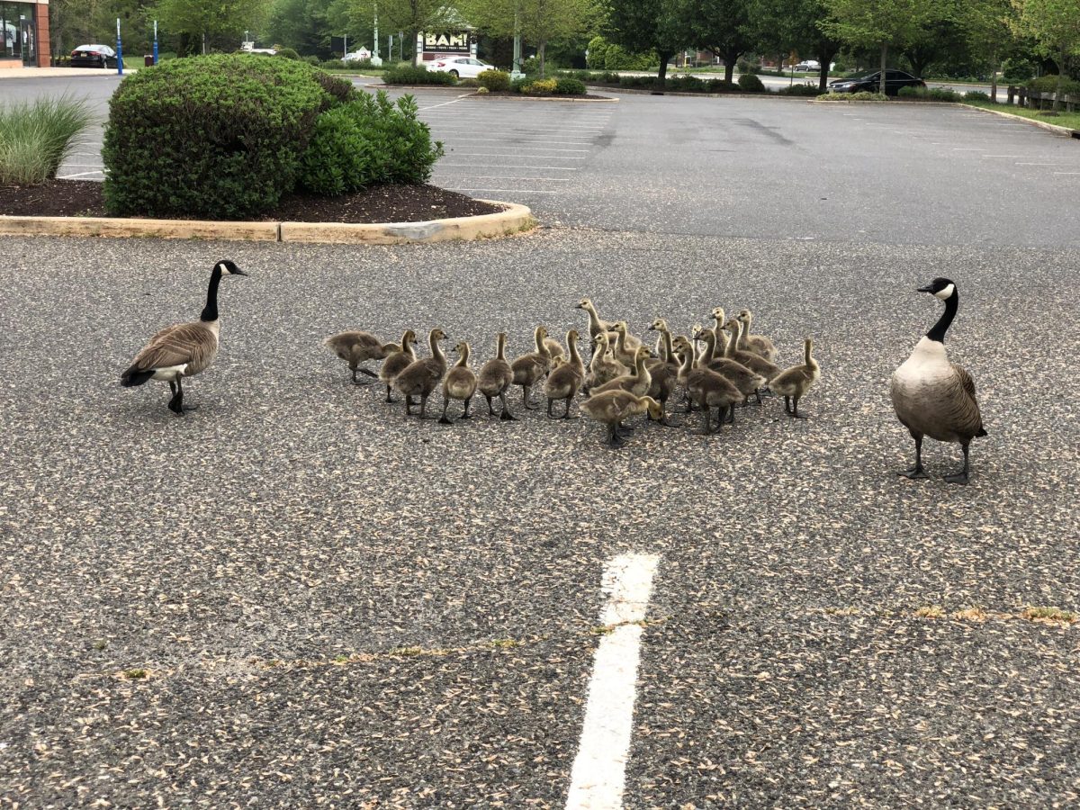 Migration Mayhem – SunDevil Times